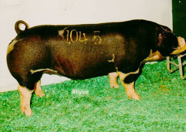Bennett Show Pigs